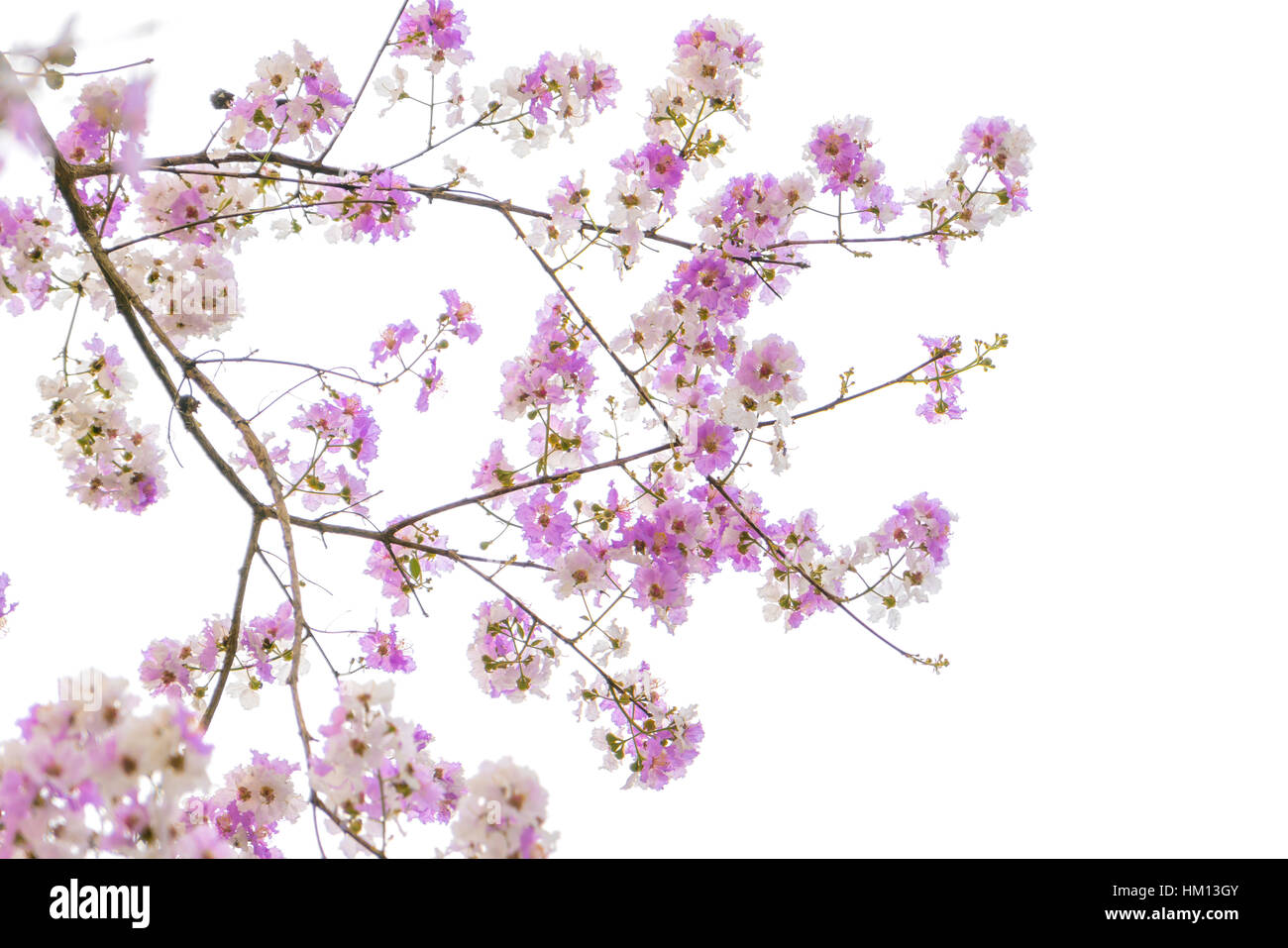 Branch of beautiful pink flower Stock Photo - Alamy