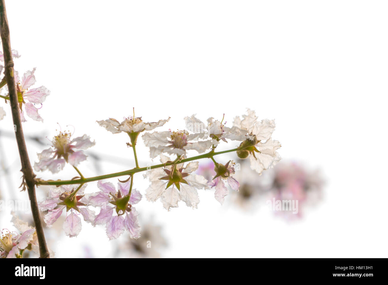 Branch of beautiful pink flower Stock Photo - Alamy