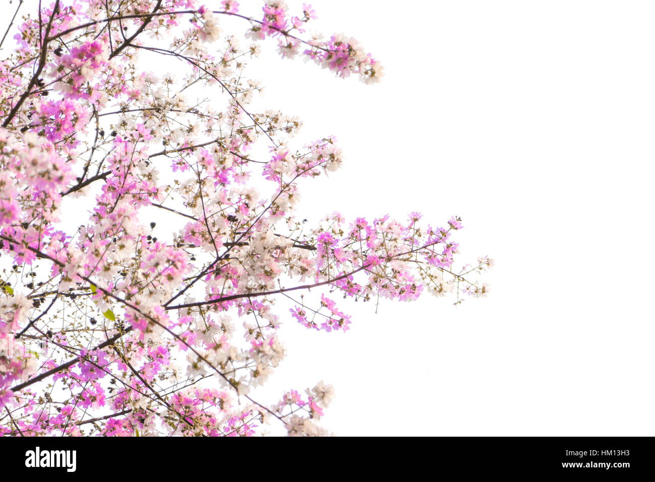 Branch of beautiful pink flower Stock Photo - Alamy