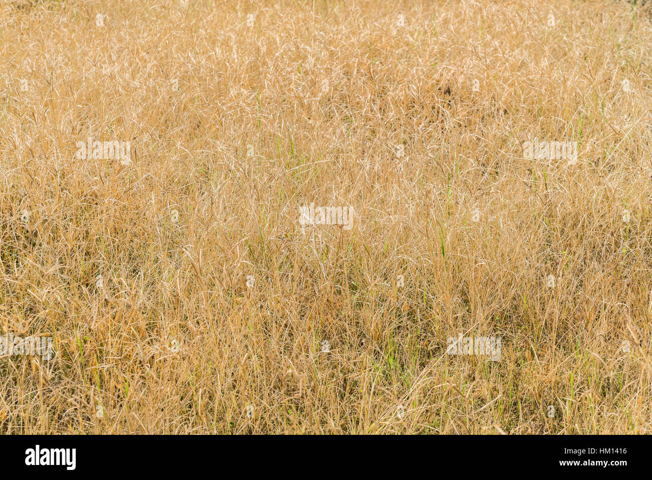 Dry grass field Stock Photo - Alamy