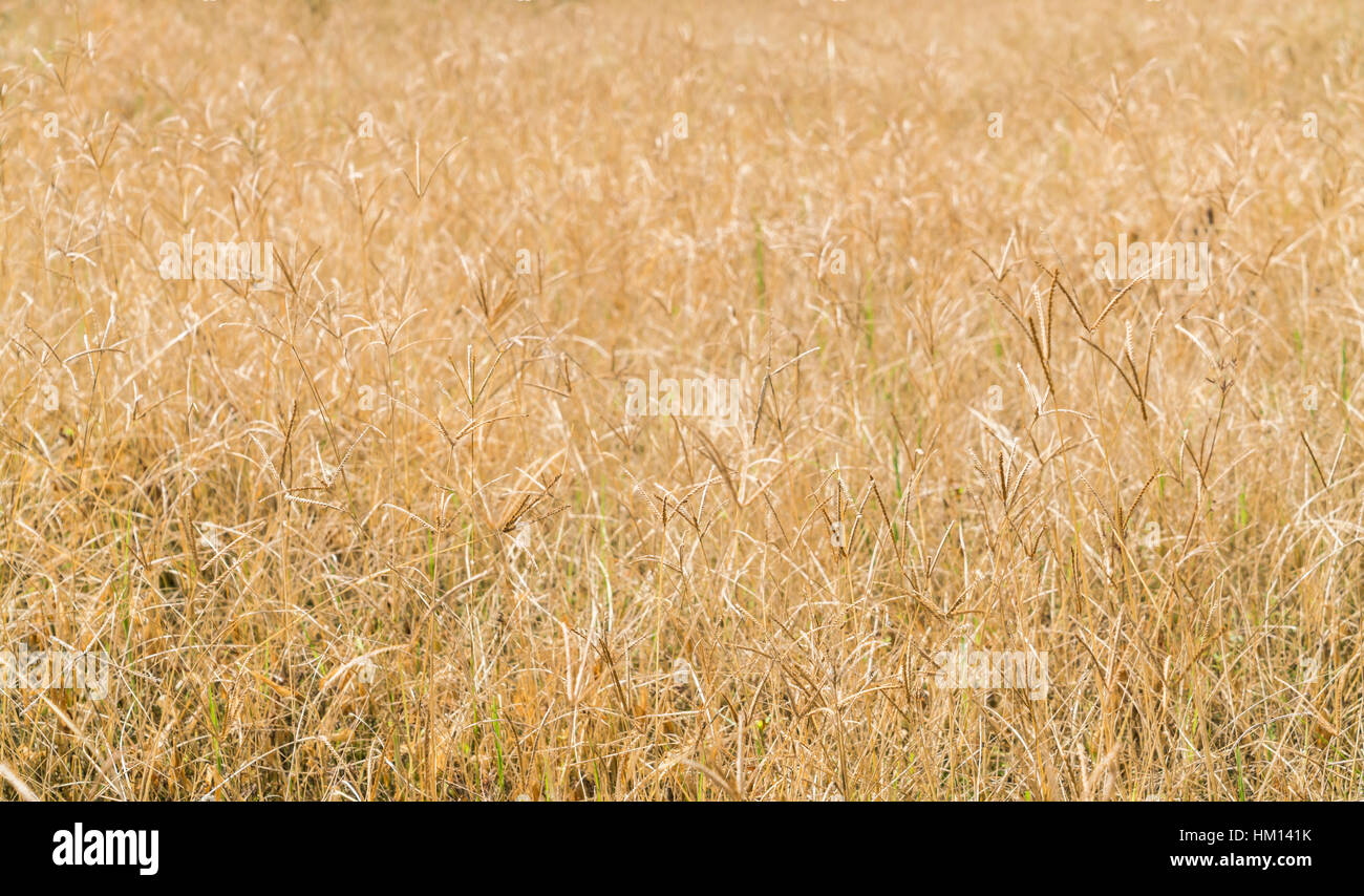 Dry grass field Stock Photo - Alamy