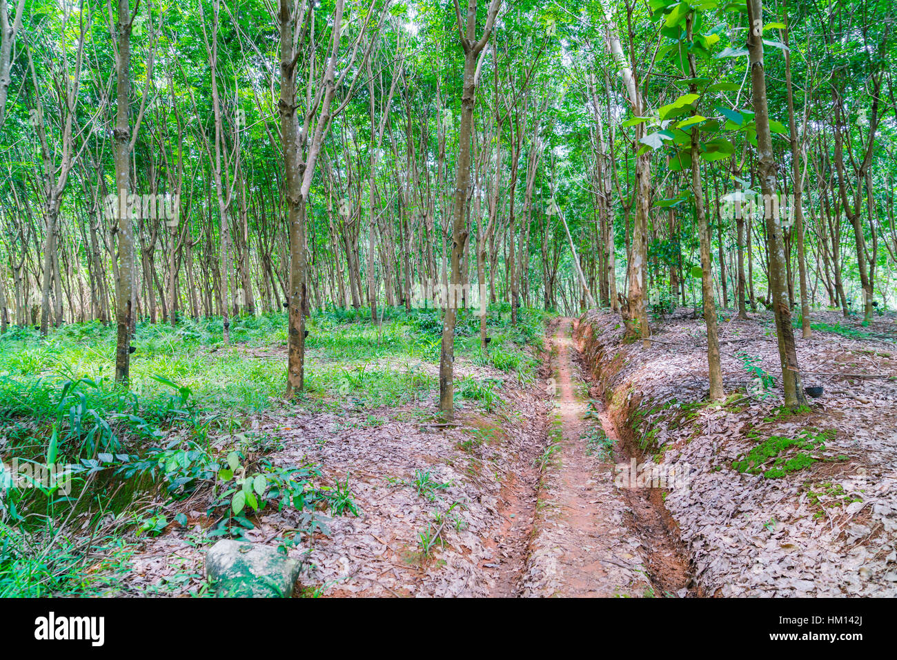Para rubber tree Stock Photo - Alamy