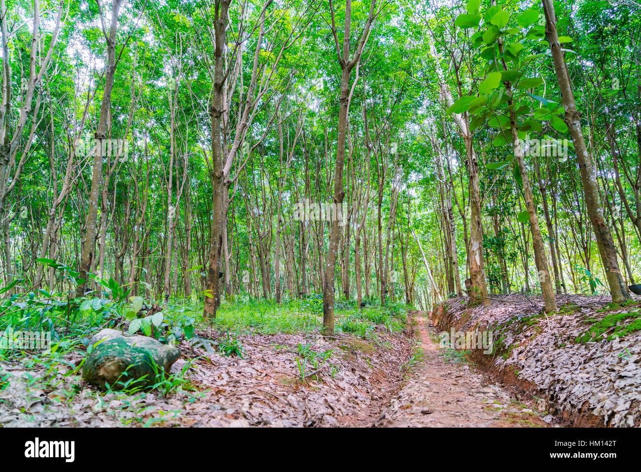 Para rubber tree Stock Photo - Alamy