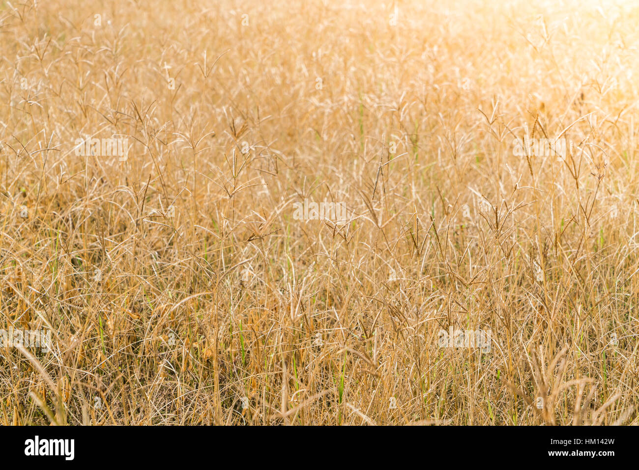 Dry grass field Stock Photo - Alamy