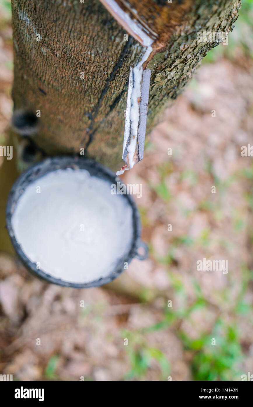 Milk of rubber tree flows into a bowl Stock Photo - Alamy