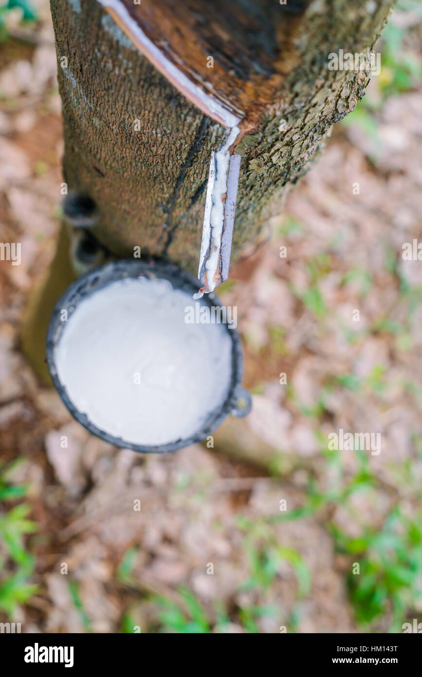Milk of rubber tree flows into a bowl Stock Photo - Alamy