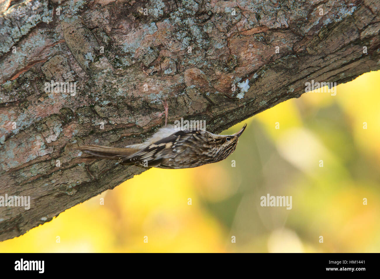 Brown creeper bird hi-res stock photography and images - Alamy