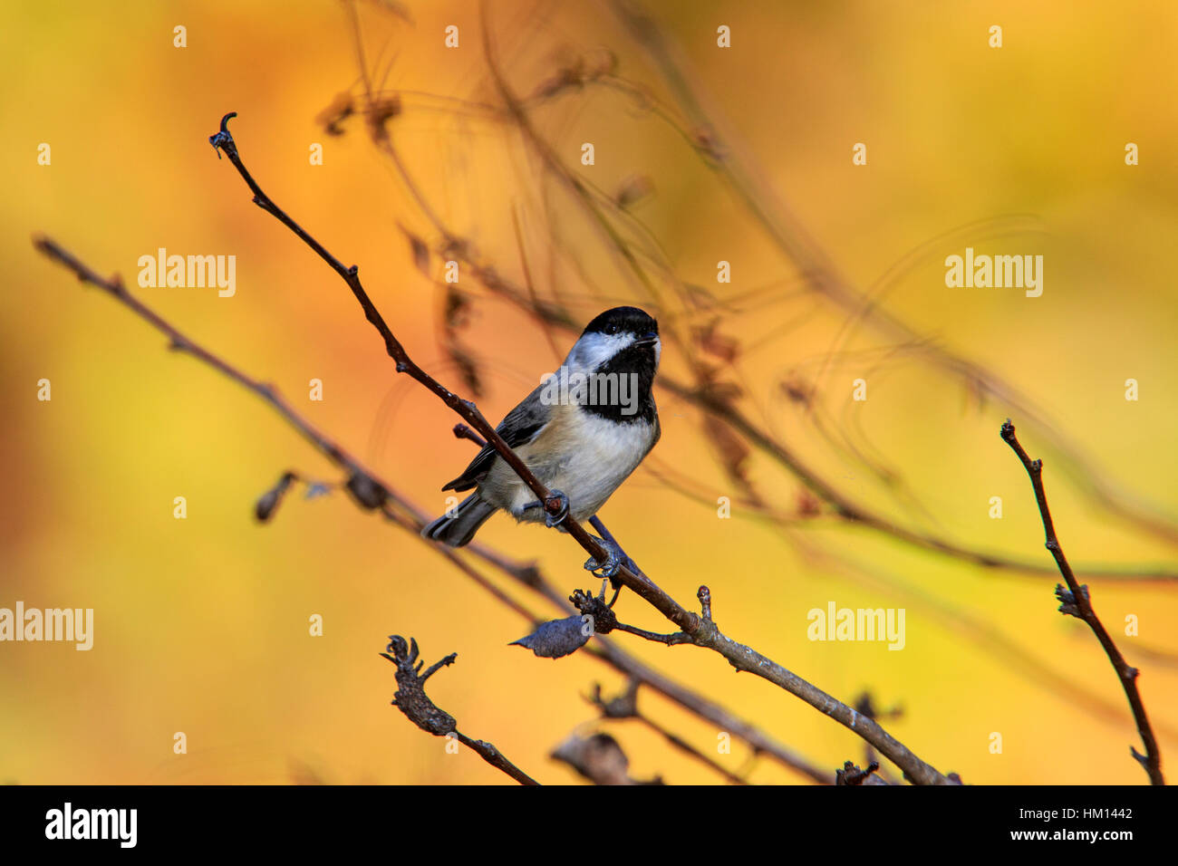 Black-capped Chickadee (Poecile atricapillus) on tree branch in the ...