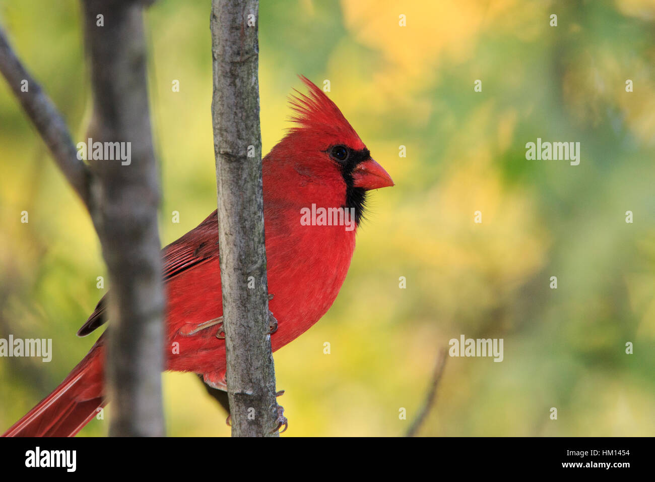 Male northern cardinal hi-res stock photography and images - Alamy