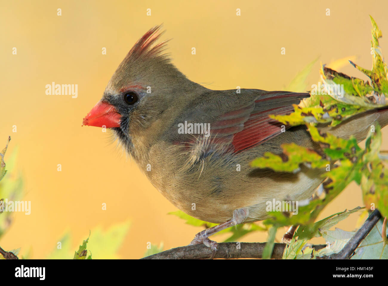 Female northern cardinal (Cardinalis cardinalis) in the tree branches ...