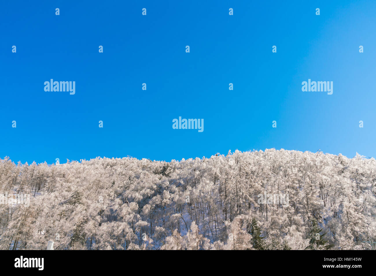 Frozen trees in winter with blue sky Stock Photo - Alamy