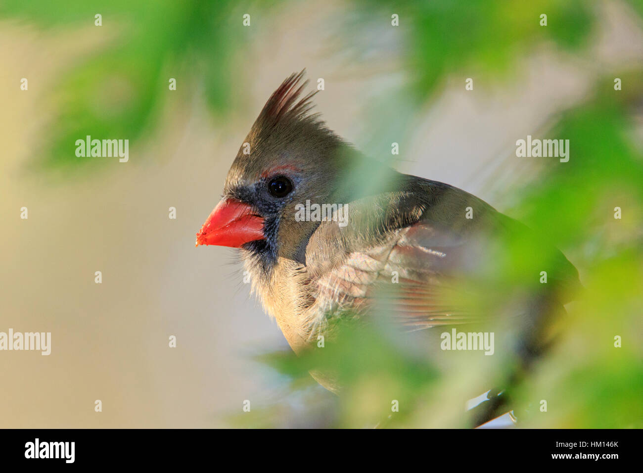 Female northern cardinal (Cardinalis cardinalis) in the tree branches ...
