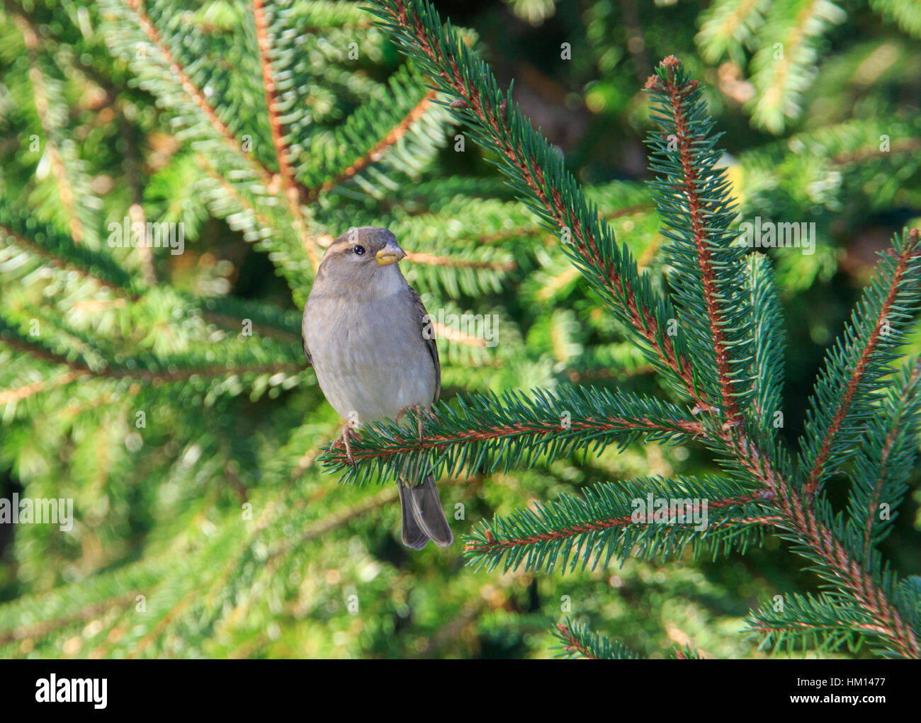 Female House sparrow (Passer domesticus) in fir tree Stock Photo - Alamy