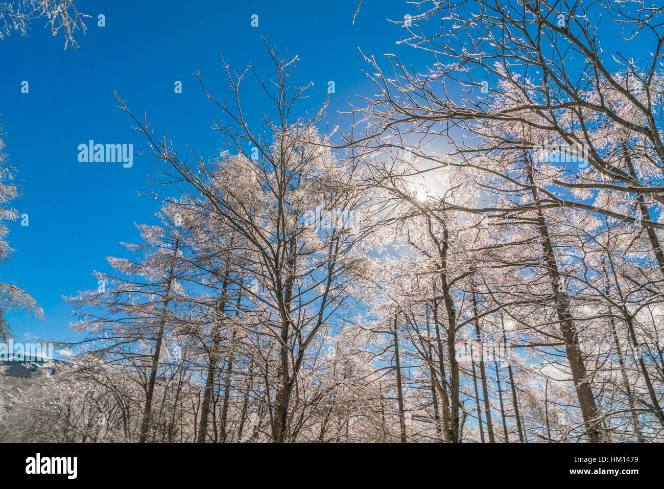Frozen trees in winter with blue sky Stock Photo - Alamy