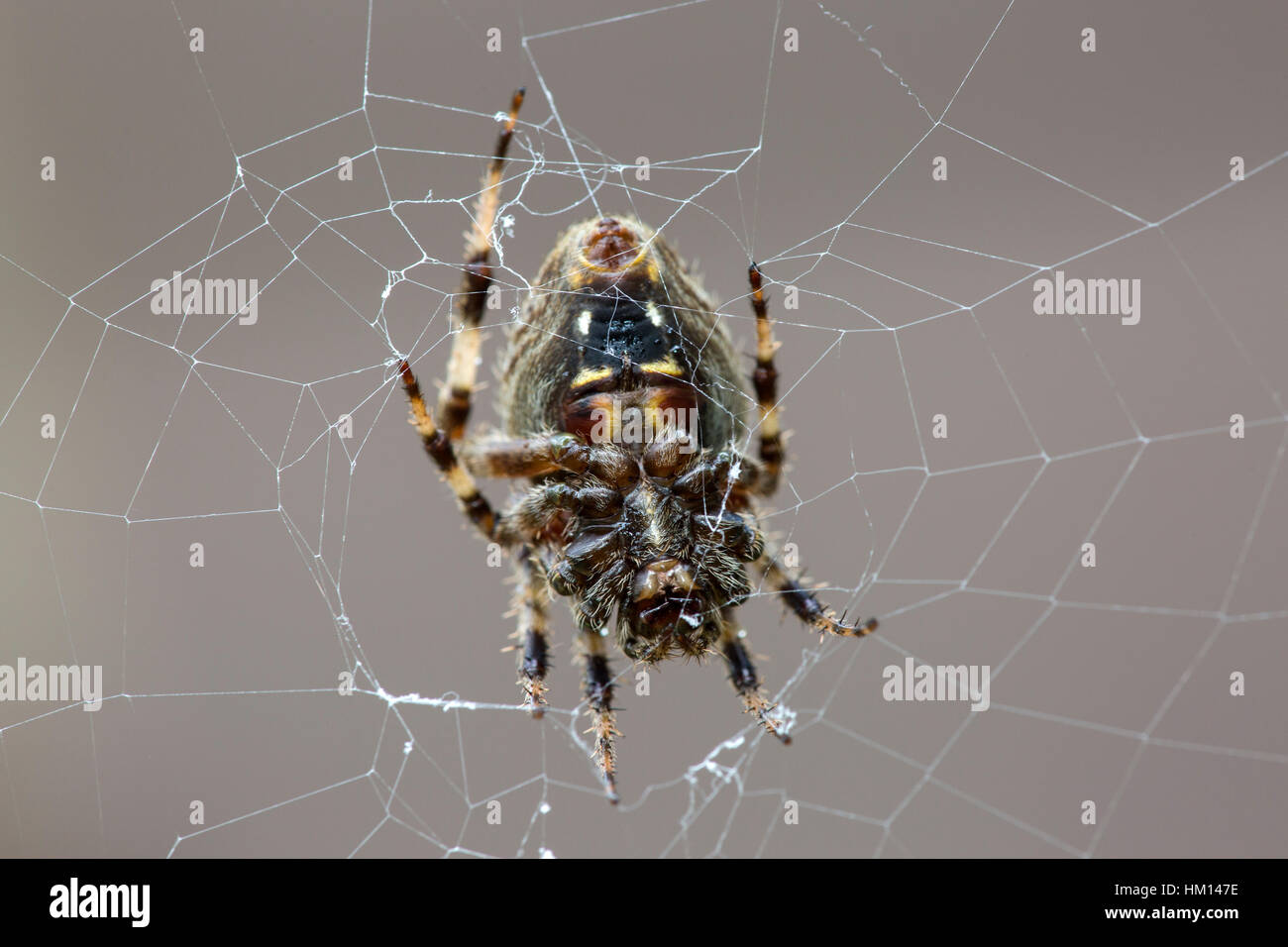 Orbweaver spider in web Stock Photo - Alamy