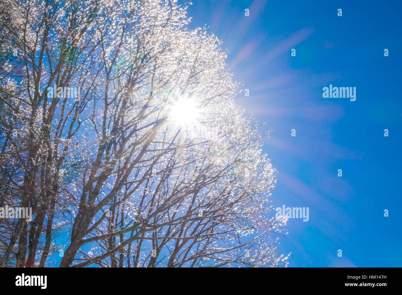Frozen trees in winter with blue sky Stock Photo - Alamy