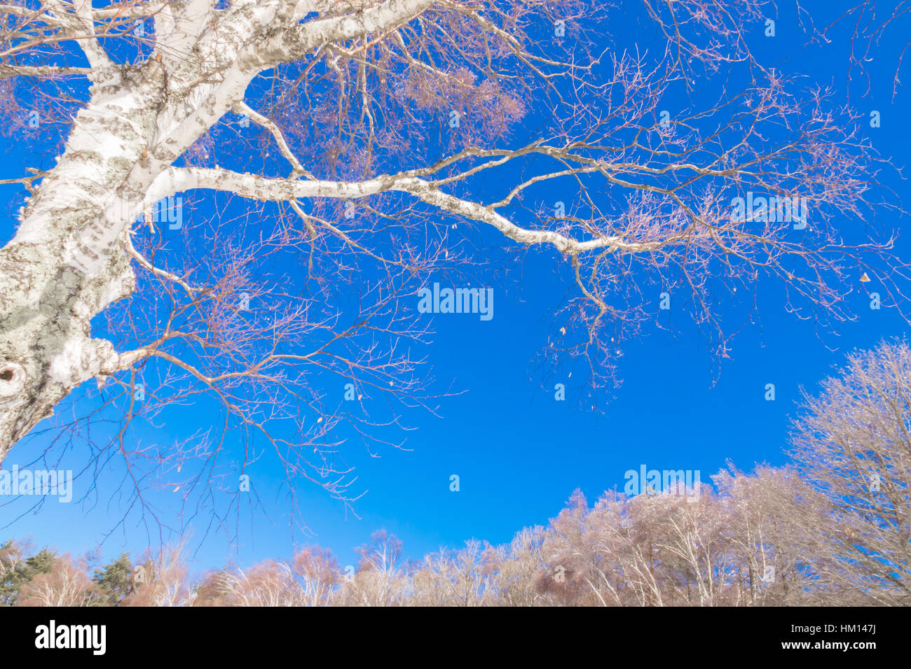 Frozen trees in winter with blue sky Stock Photo - Alamy