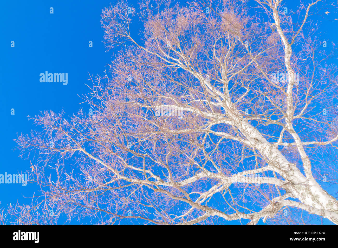 Frozen trees in winter with blue sky Stock Photo - Alamy