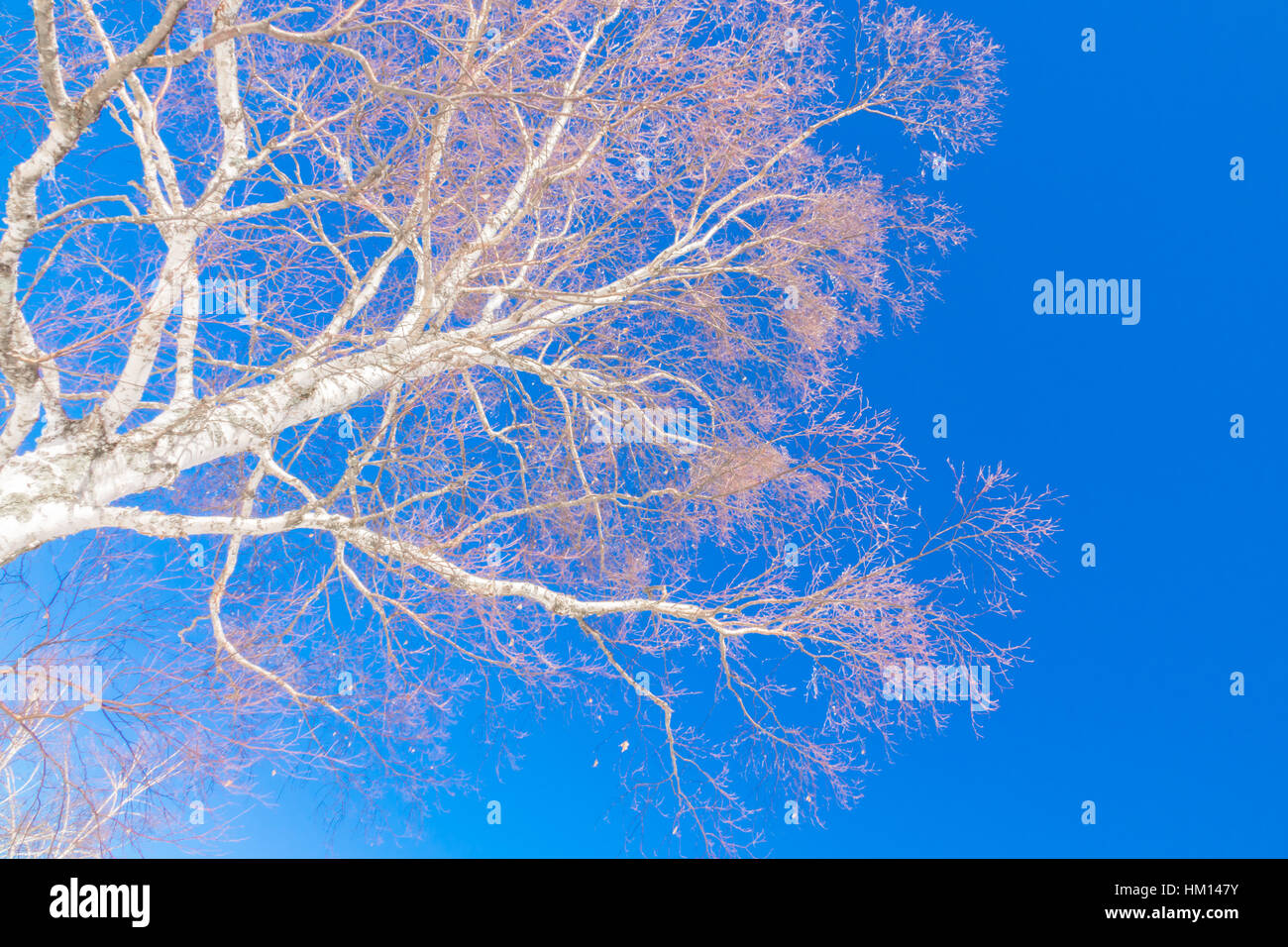 Frozen trees in winter with blue sky Stock Photo - Alamy