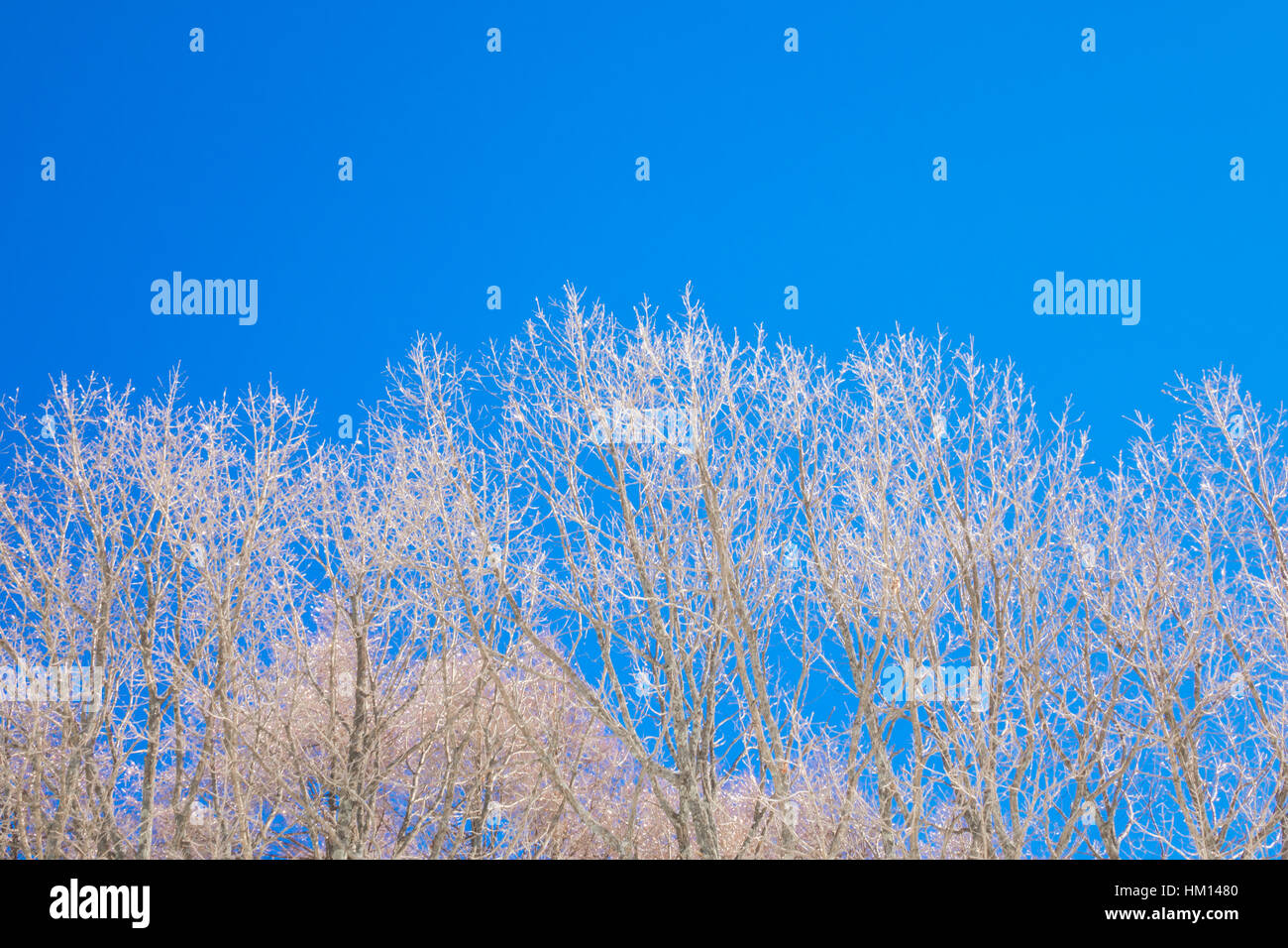 Frozen trees in winter with blue sky Stock Photo - Alamy