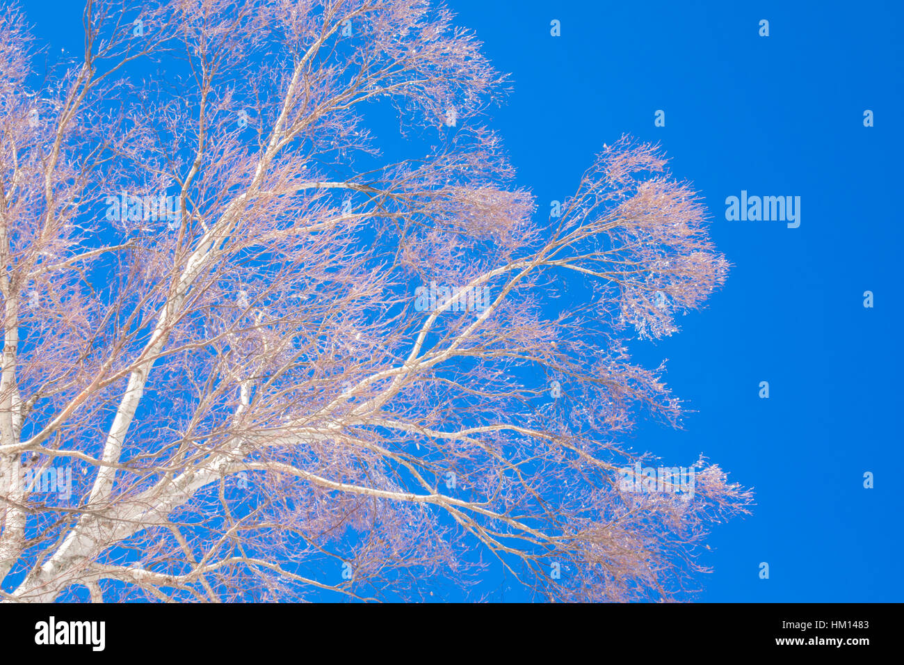 Frozen trees in winter with blue sky Stock Photo - Alamy