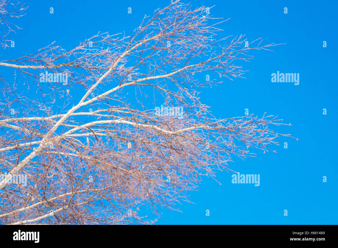 Frozen trees in winter with blue sky Stock Photo - Alamy
