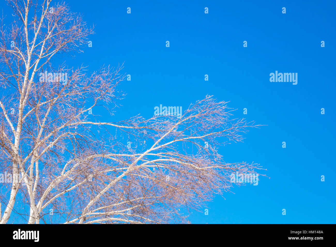 Frozen trees in winter with blue sky Stock Photo - Alamy