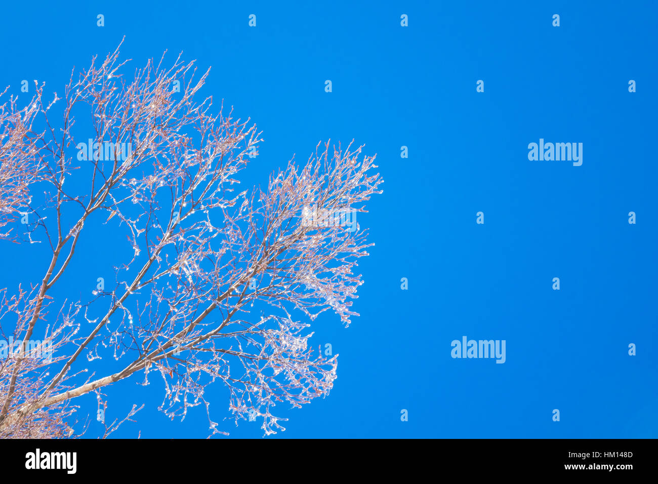 Frozen trees in winter with blue sky Stock Photo - Alamy