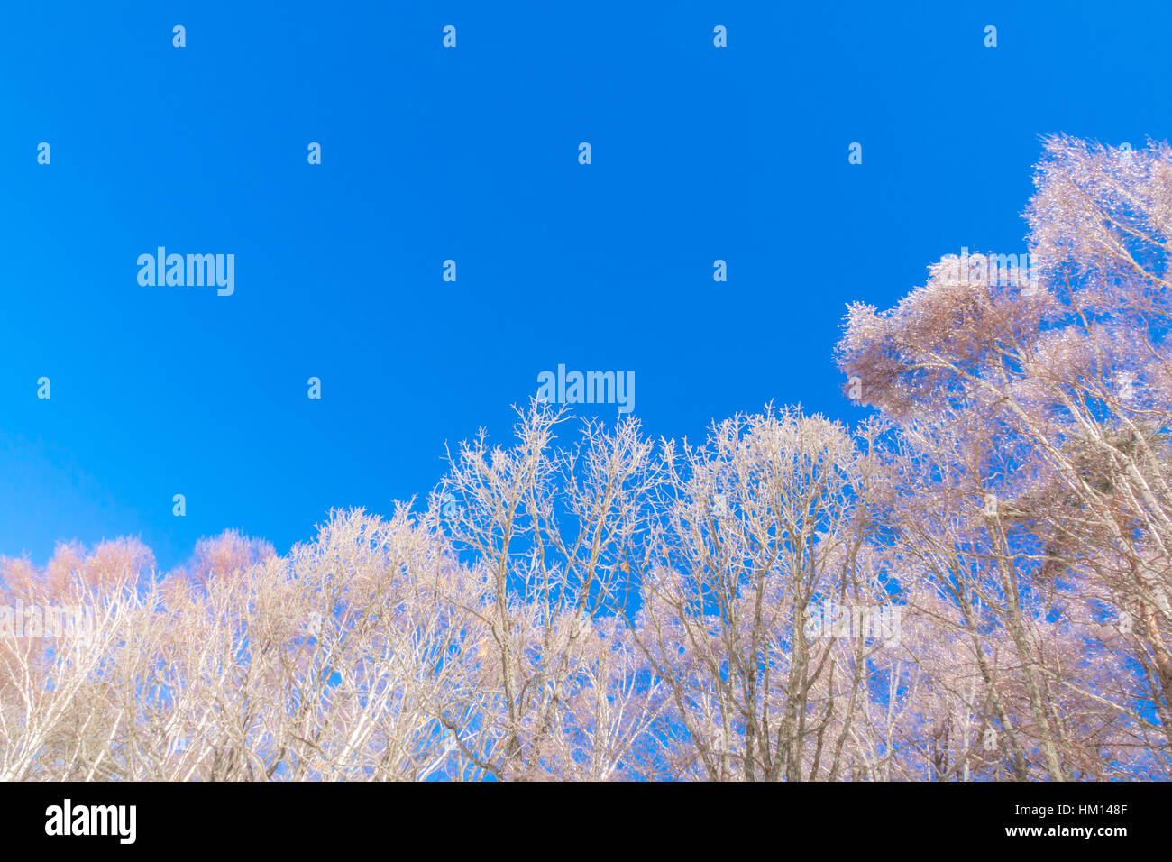 Frozen trees in winter with blue sky Stock Photo - Alamy