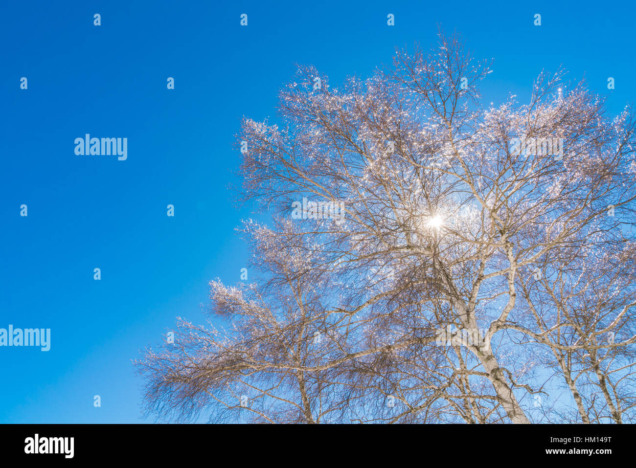 Frozen trees in winter with blue sky Stock Photo - Alamy