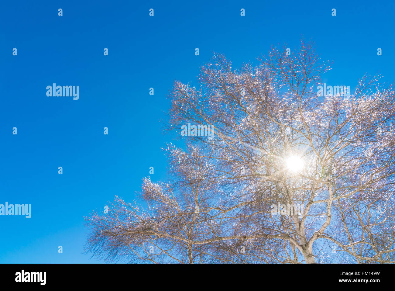 Frozen trees in winter with blue sky Stock Photo - Alamy