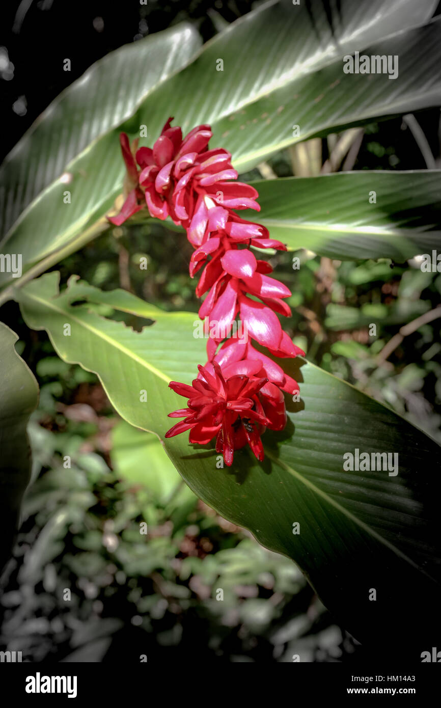 Amazon Jungle in Peru. Photos captured while on a jungle trip to the ...