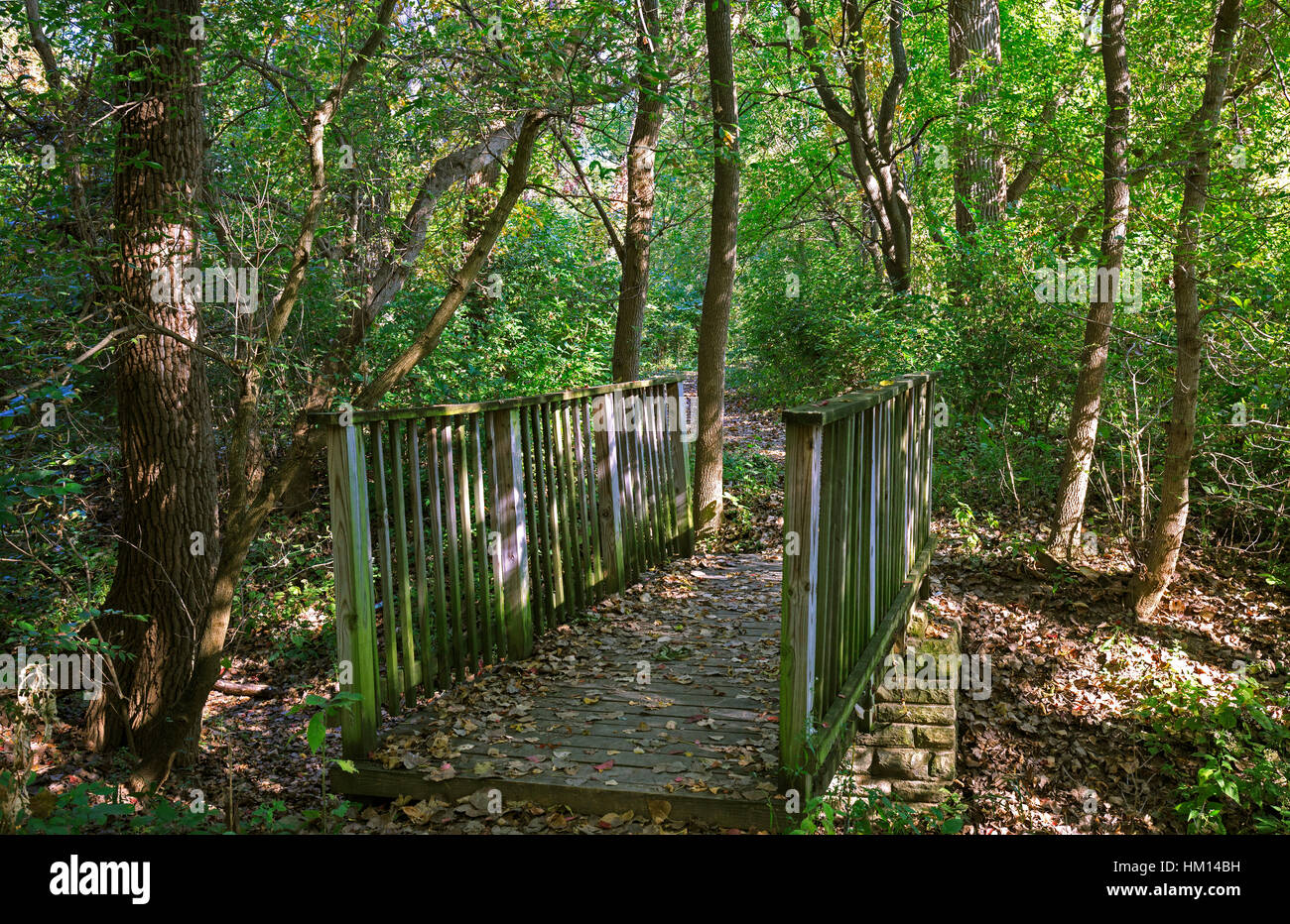 Bridge over stream in the forest Stock Photo - Alamy