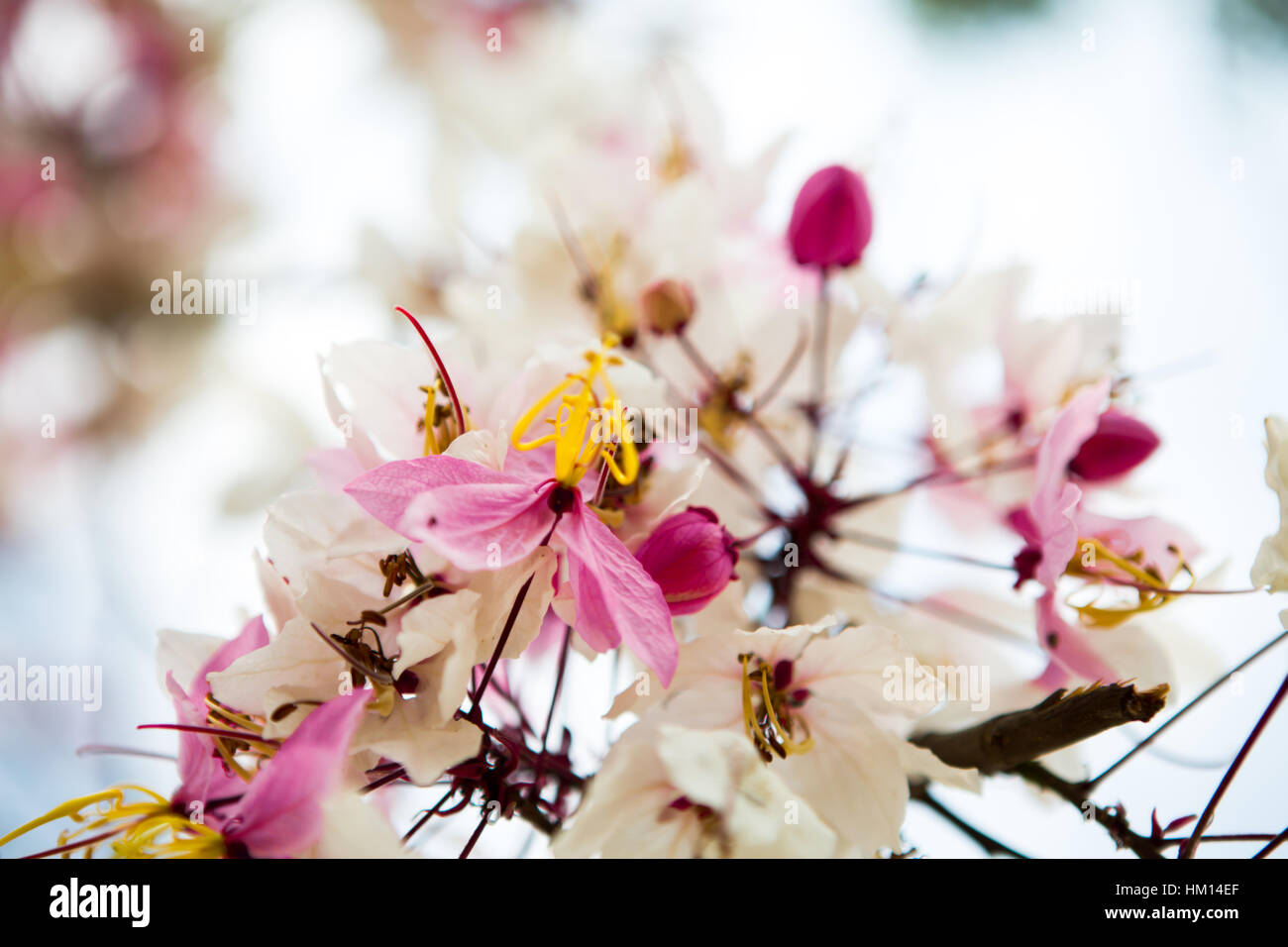 Branch of beautiful pink flower Stock Photo - Alamy