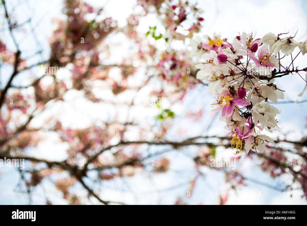 Branch of beautiful pink flower Stock Photo - Alamy