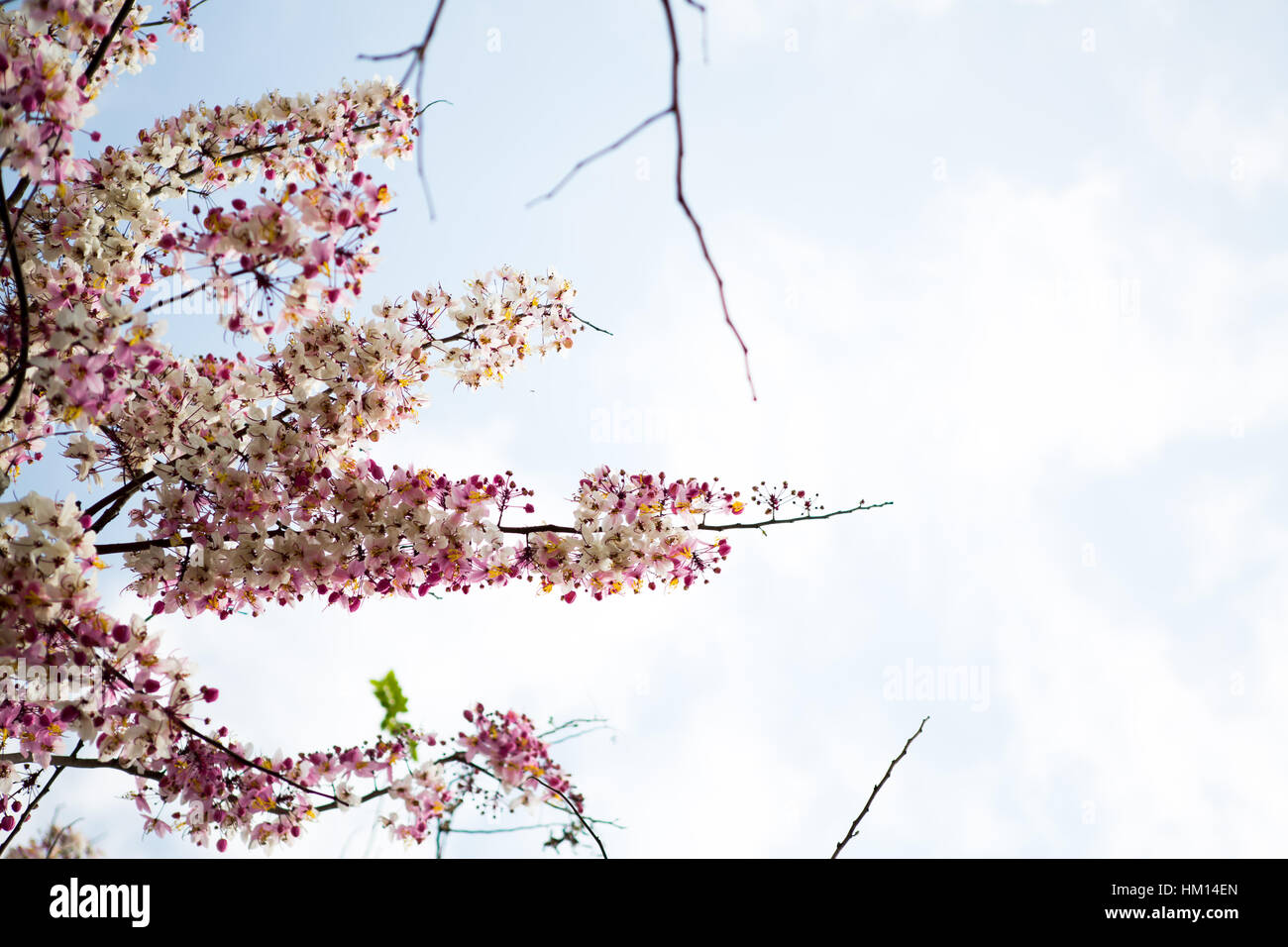 Branch of beautiful pink flower Stock Photo - Alamy