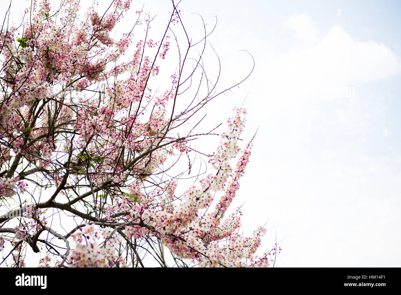 Branch of beautiful pink flower Stock Photo - Alamy