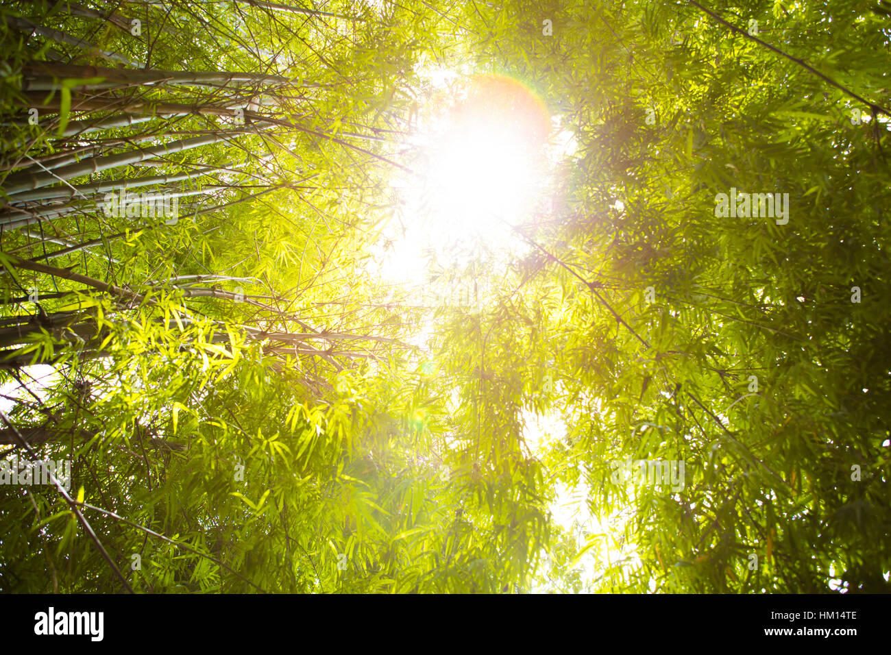 Bamboo forest with morning sunlight Stock Photo - Alamy