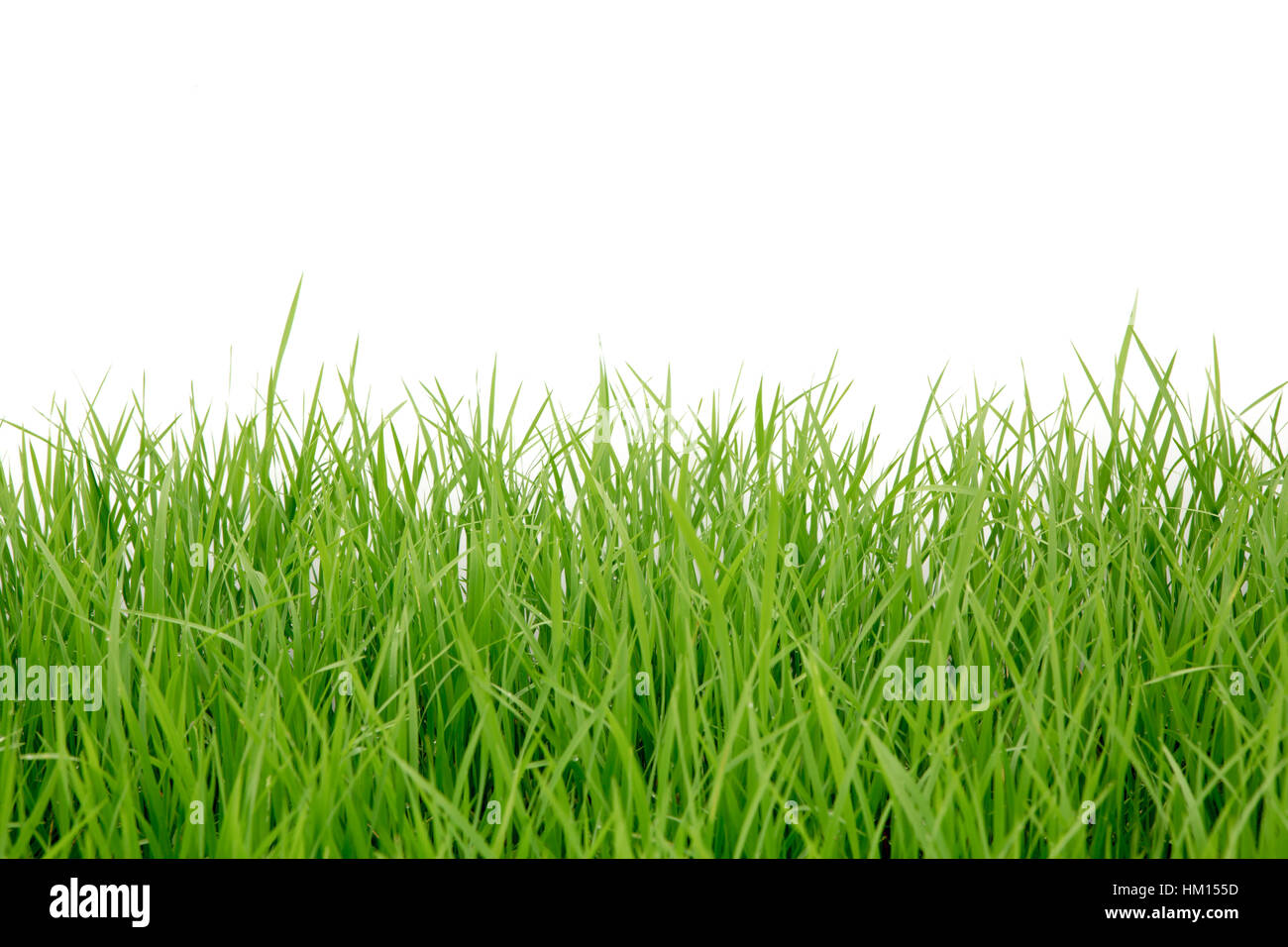fresh spring green grass isolated on white background Stock Photo - Alamy