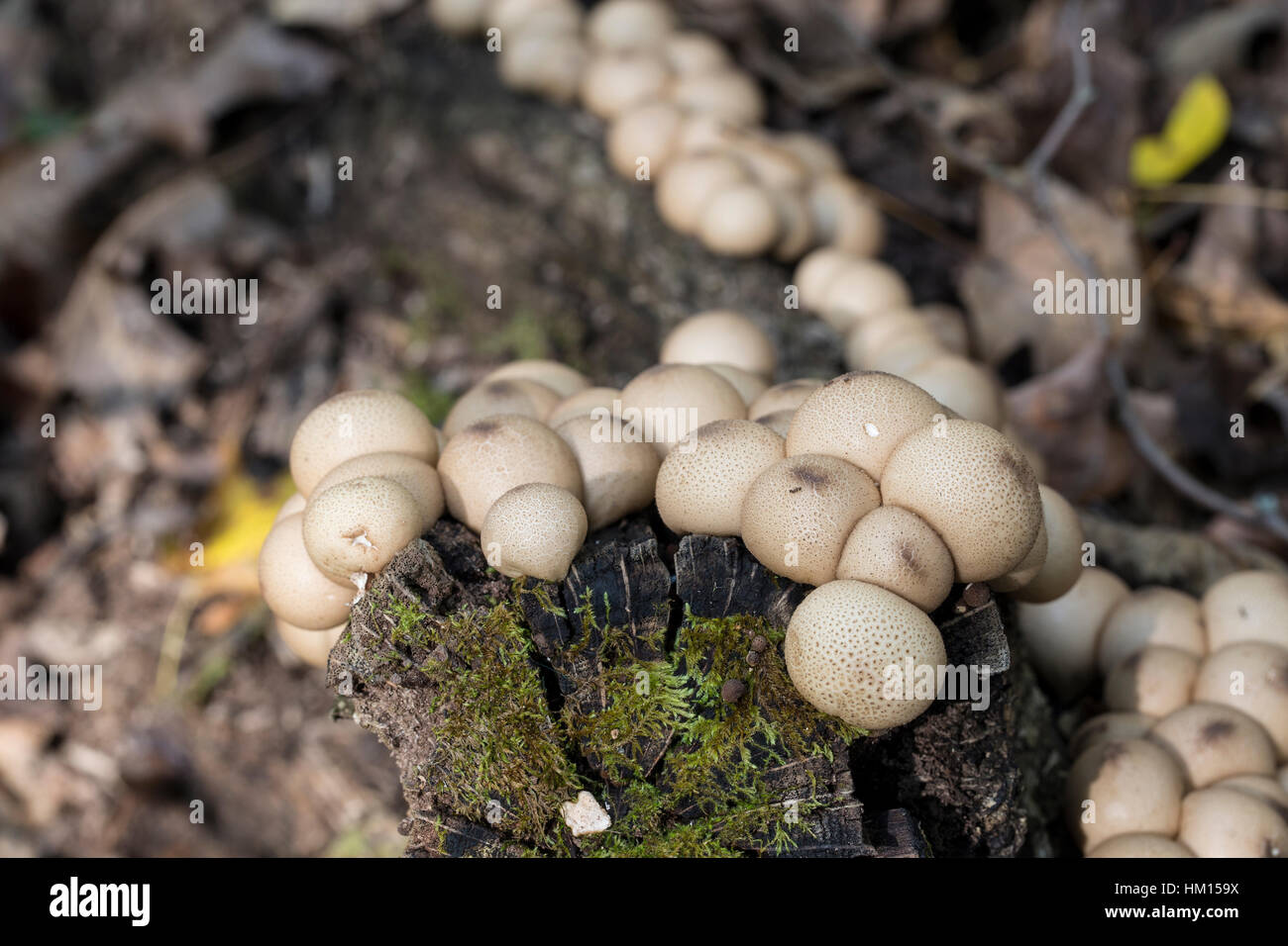 Old, dried puffballs on a log Stock Photo - Alamy