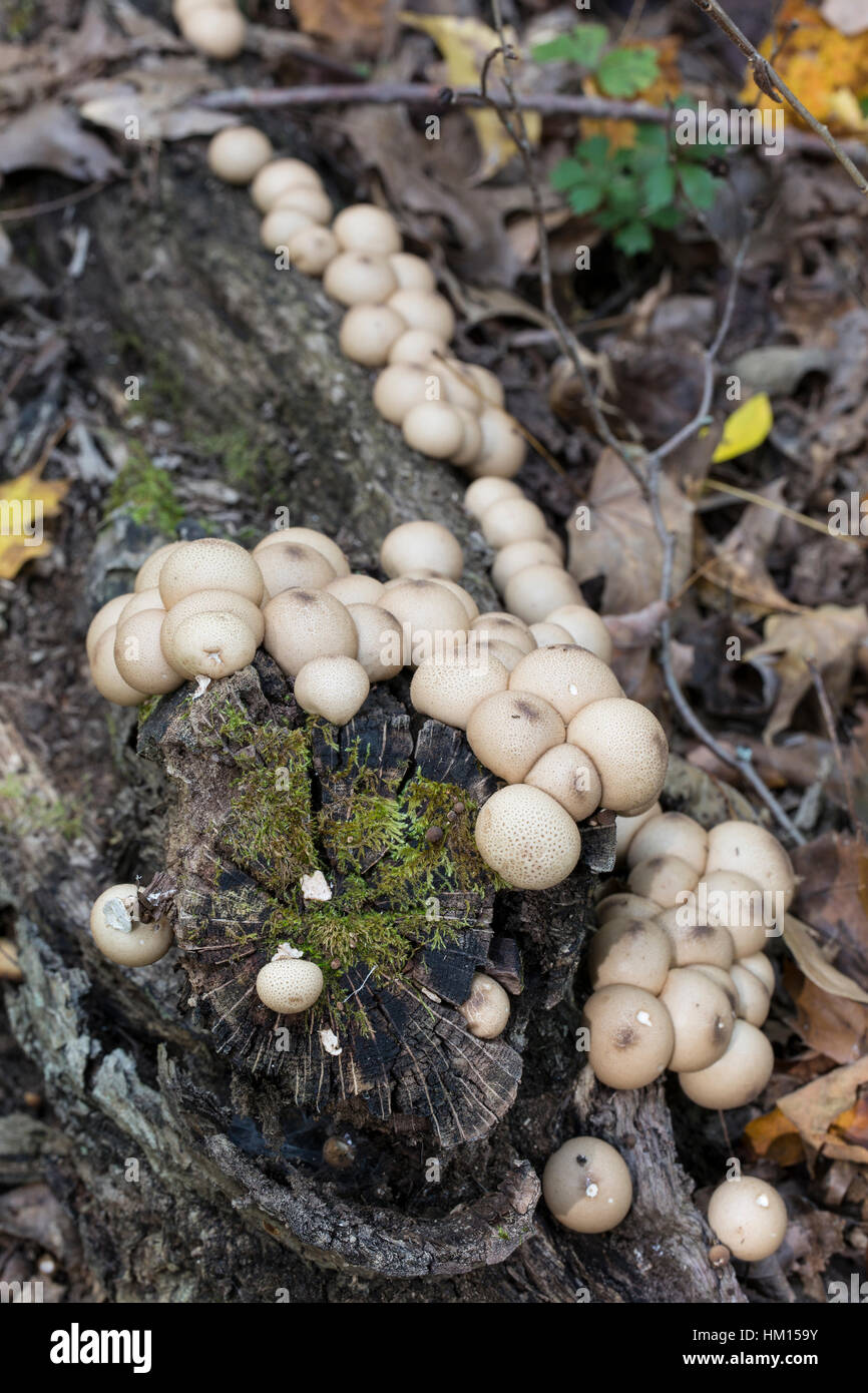 Old Puffball High Resolution Stock Photography and Images - Alamy
