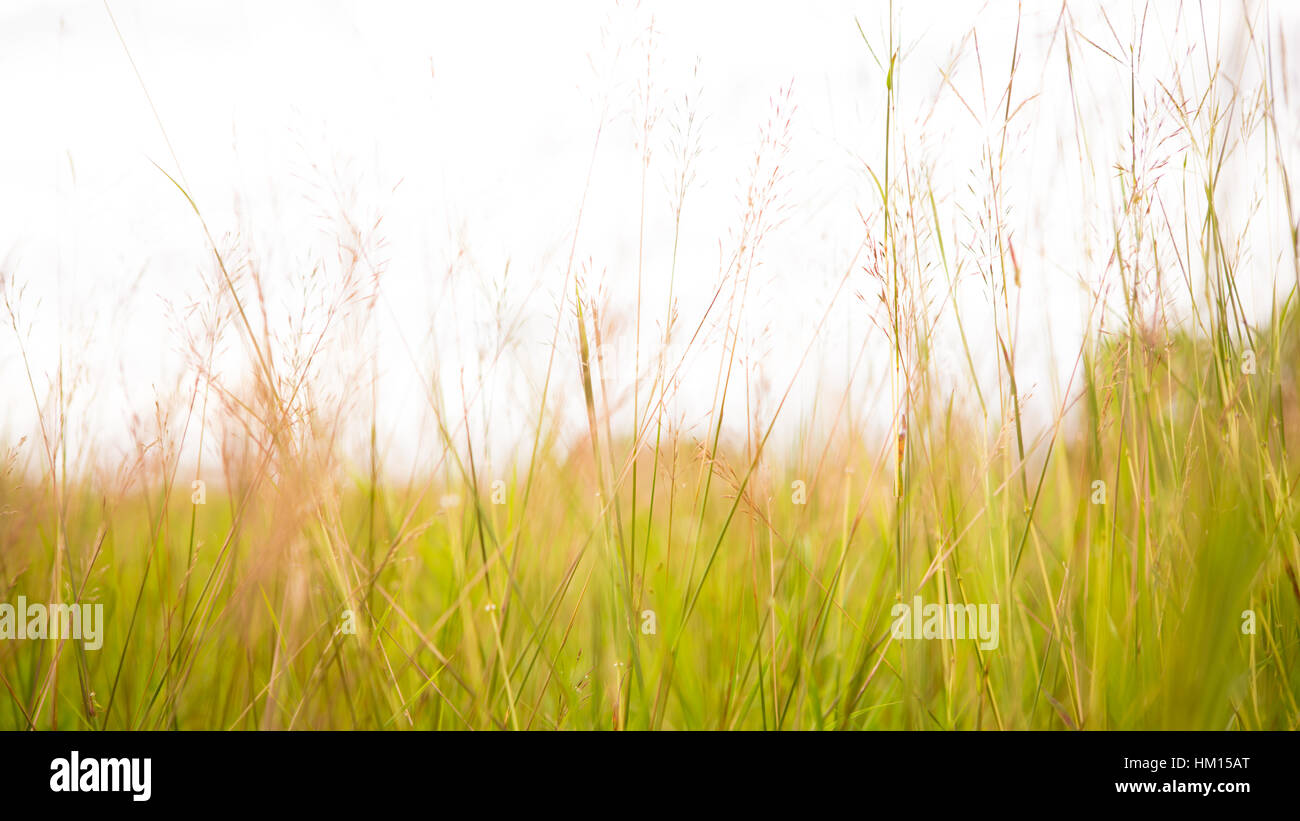 High grass flowering in the spring summer Stock Photo - Alamy