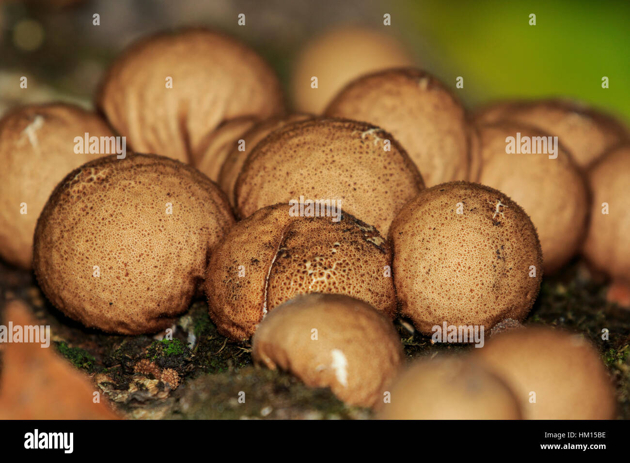 Old, dried puffballs on a log Stock Photo - Alamy