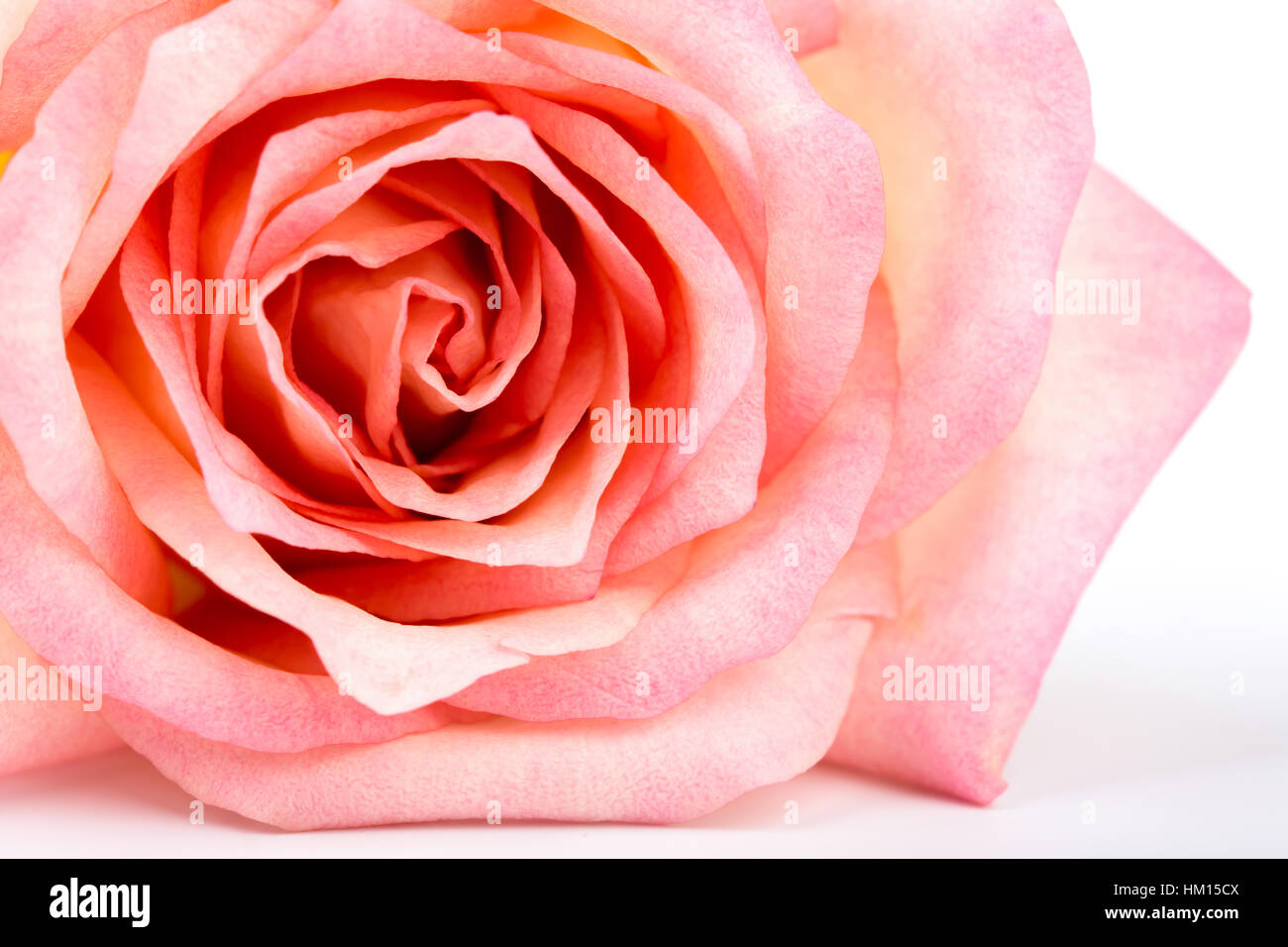 Beautiful pink rose isolated on white background Stock Photo - Alamy