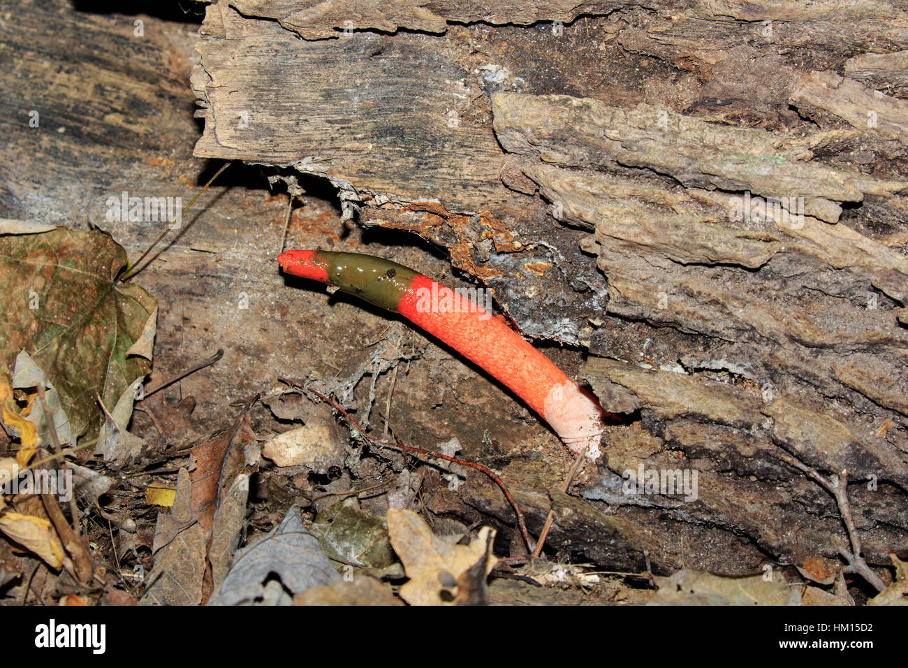 Phallus rubicundus hi-res stock photography and images - Alamy