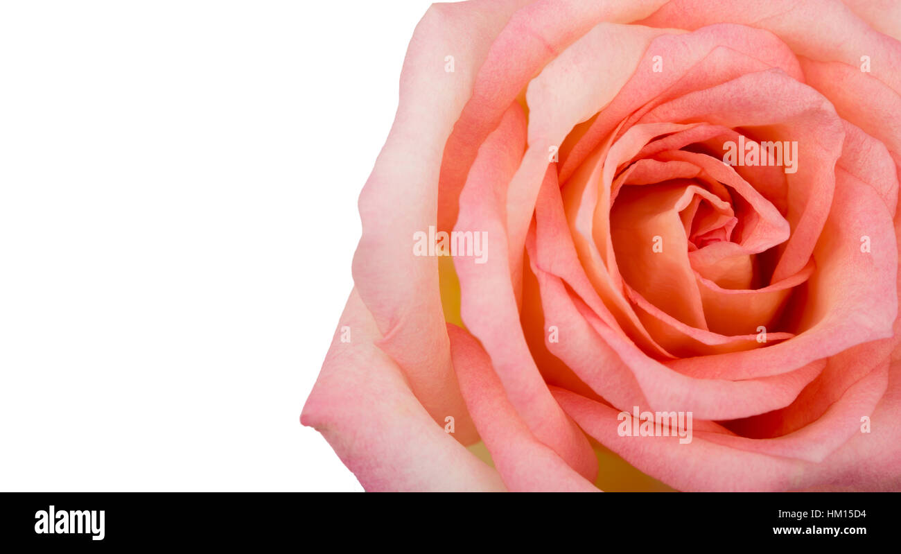 Beautiful pink rose isolated on white background Stock Photo - Alamy