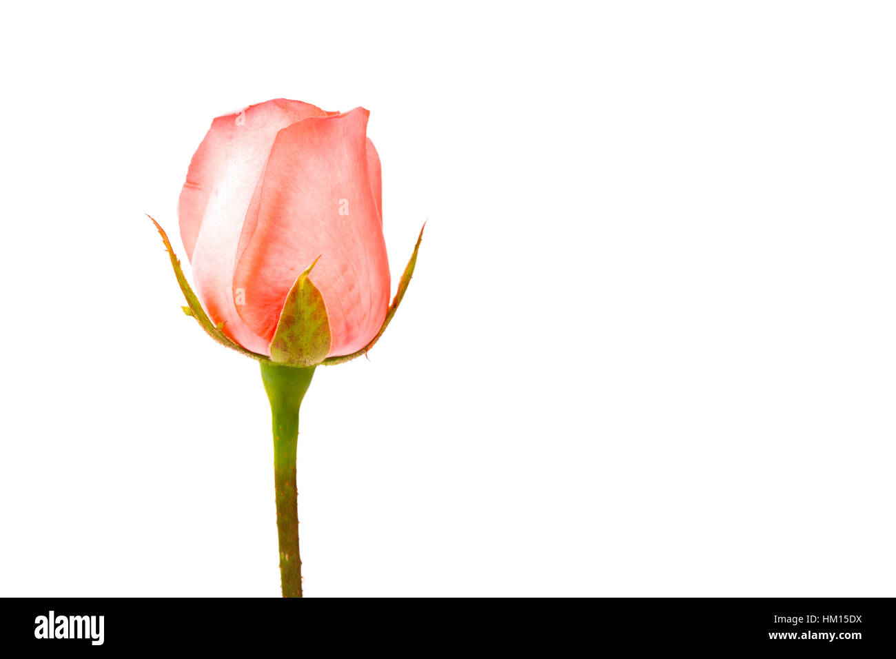 Beautiful pink rose isolated on white background Stock Photo - Alamy