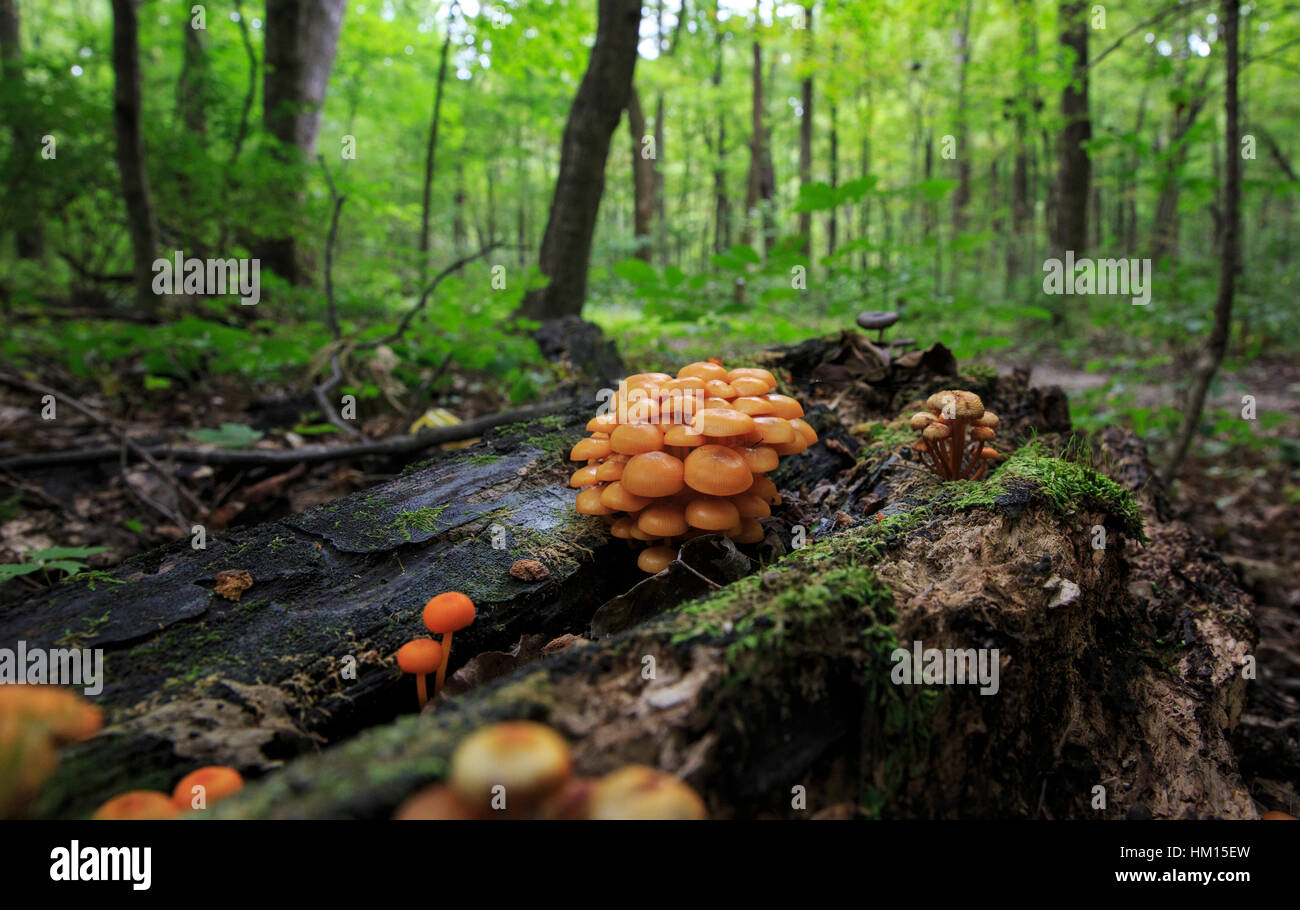 Orange Mycena (Mycena leaiana) growing on a log Stock Photo - Alamy