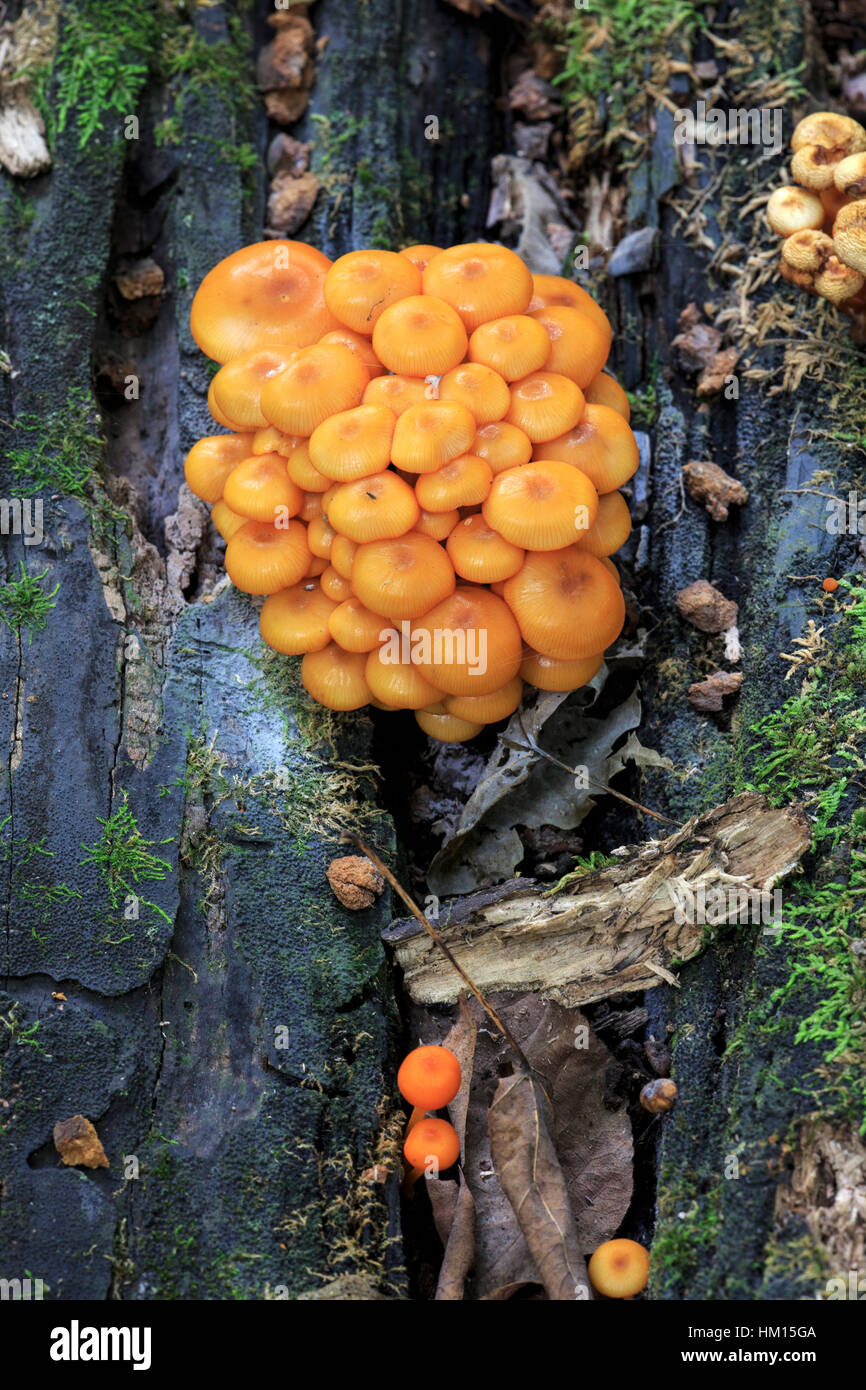 Orange Mycena (Mycena leaiana) growing on a log Stock Photo - Alamy
