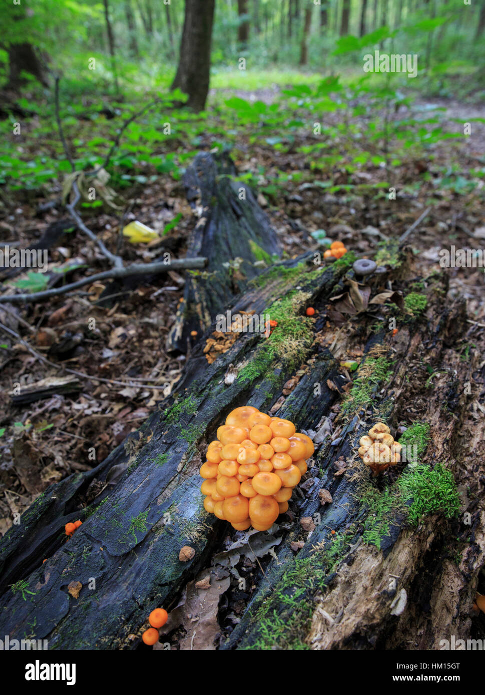 Orange Mycena (Mycena leaiana) growing on a log Stock Photo - Alamy
